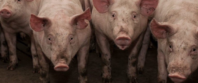 Eco-Friendly Animal Pen Cleaner Chemical - Safe Run-off